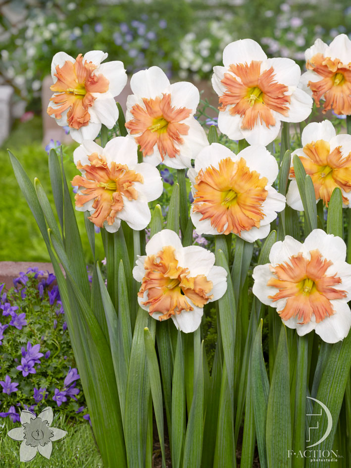 Single Daffodils | H. Wijnhout & Zoon